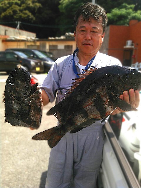 イシダイの生態と釣り方 | 釣り情報サイト wiredFish